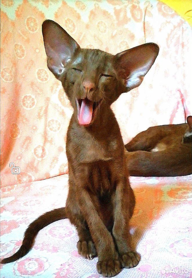 Циннамоночки