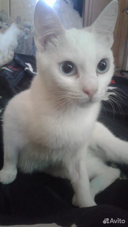 Кошечка голубоглазка