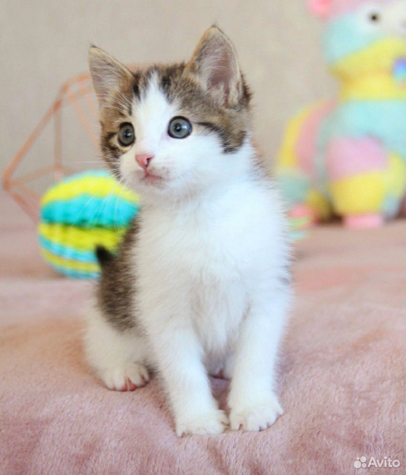 Котенок мальчик Пушок