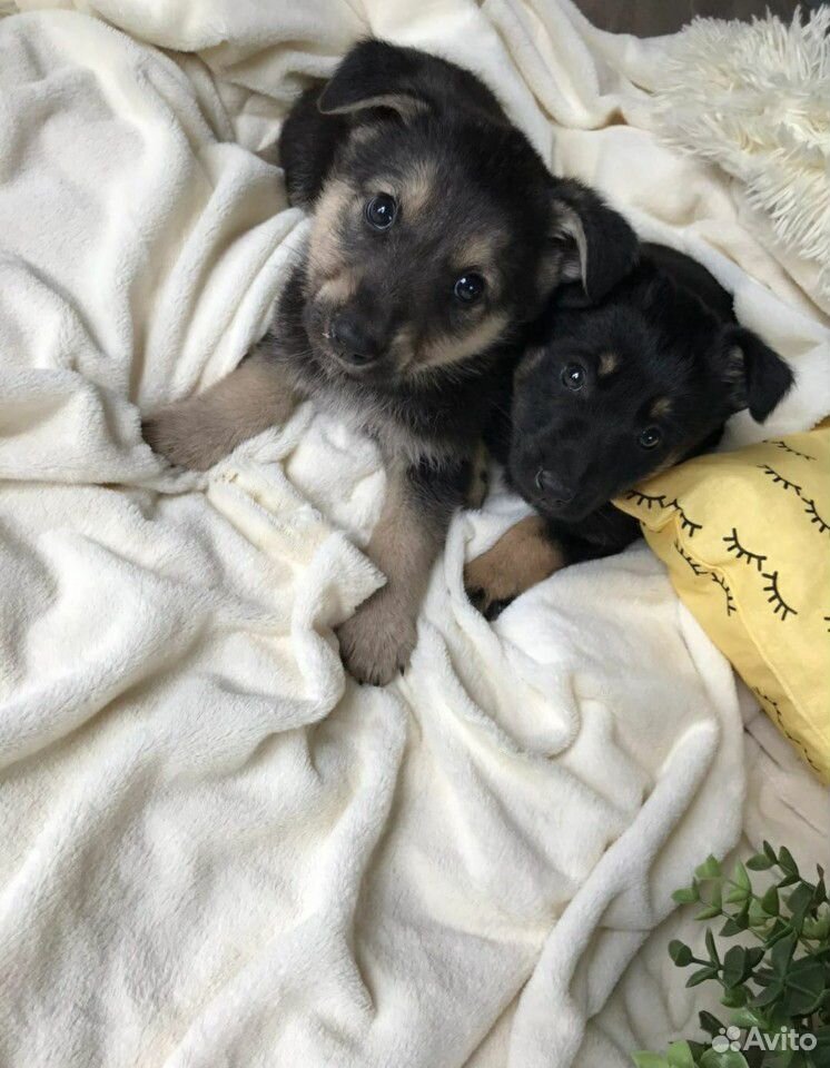 Щенки подкидыши