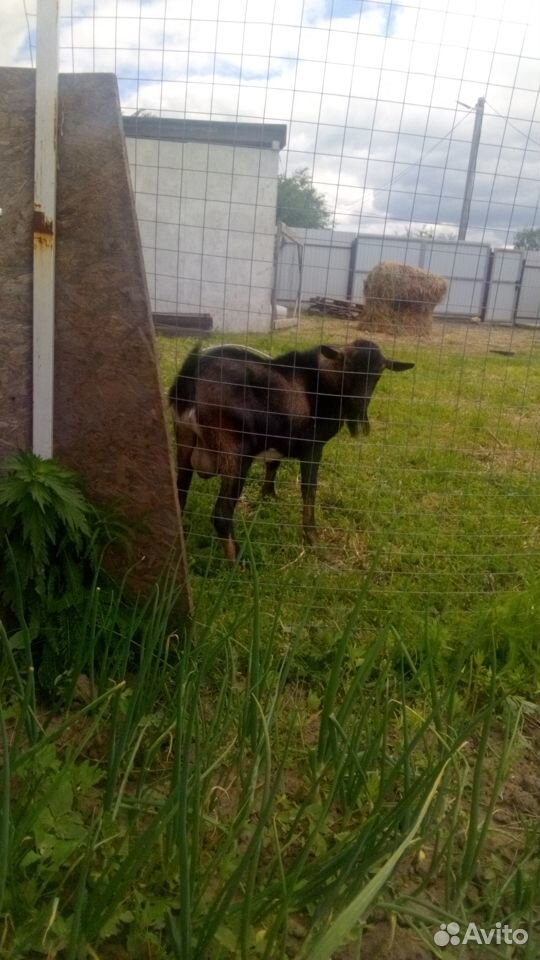 Козёл 81 альпиец