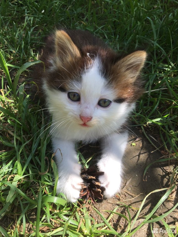 Котятки