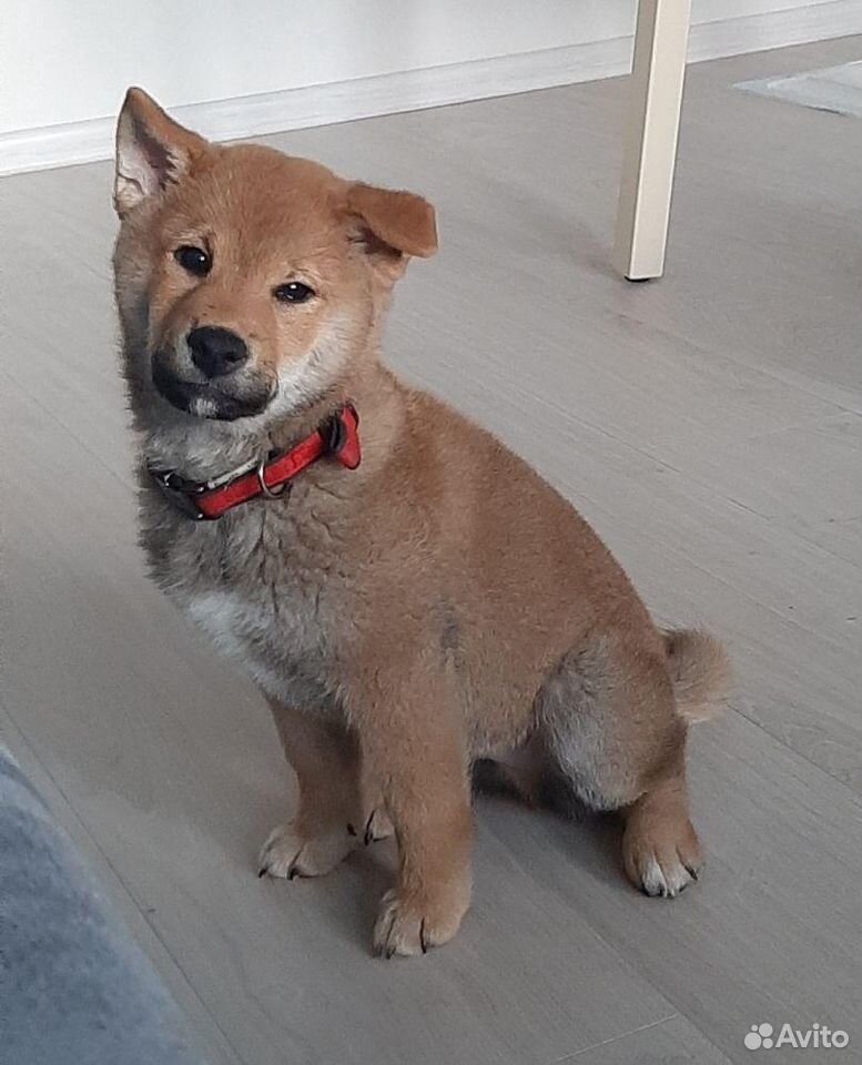 Щенок Сиба-ину