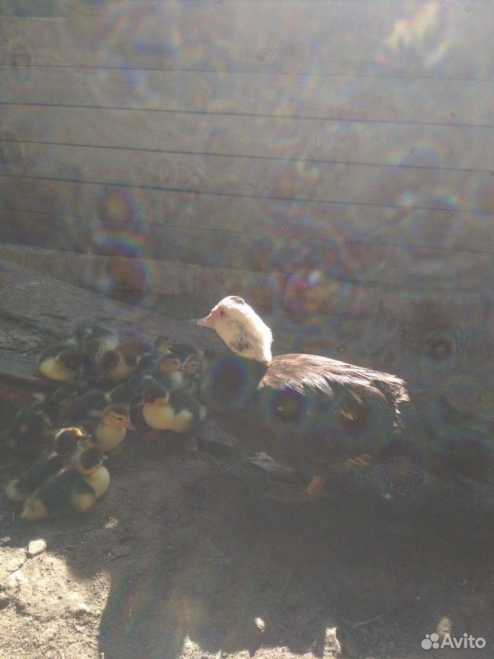 Продаю своё