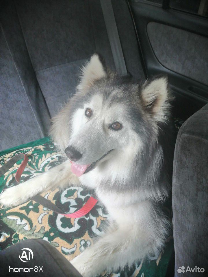 Отдам в добрые руки