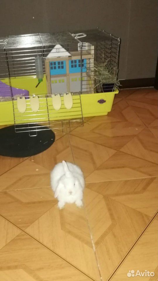 Отдадим кролика в хорошие руки