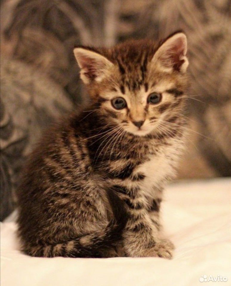 Котенок-кошечка