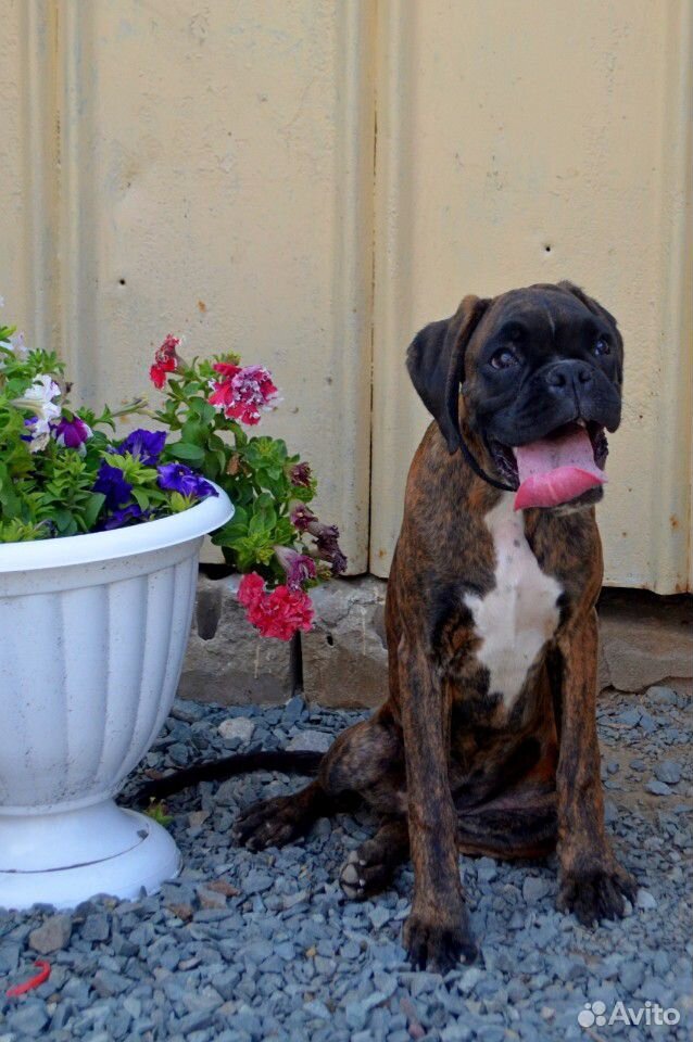 Боксера тигровый щенок