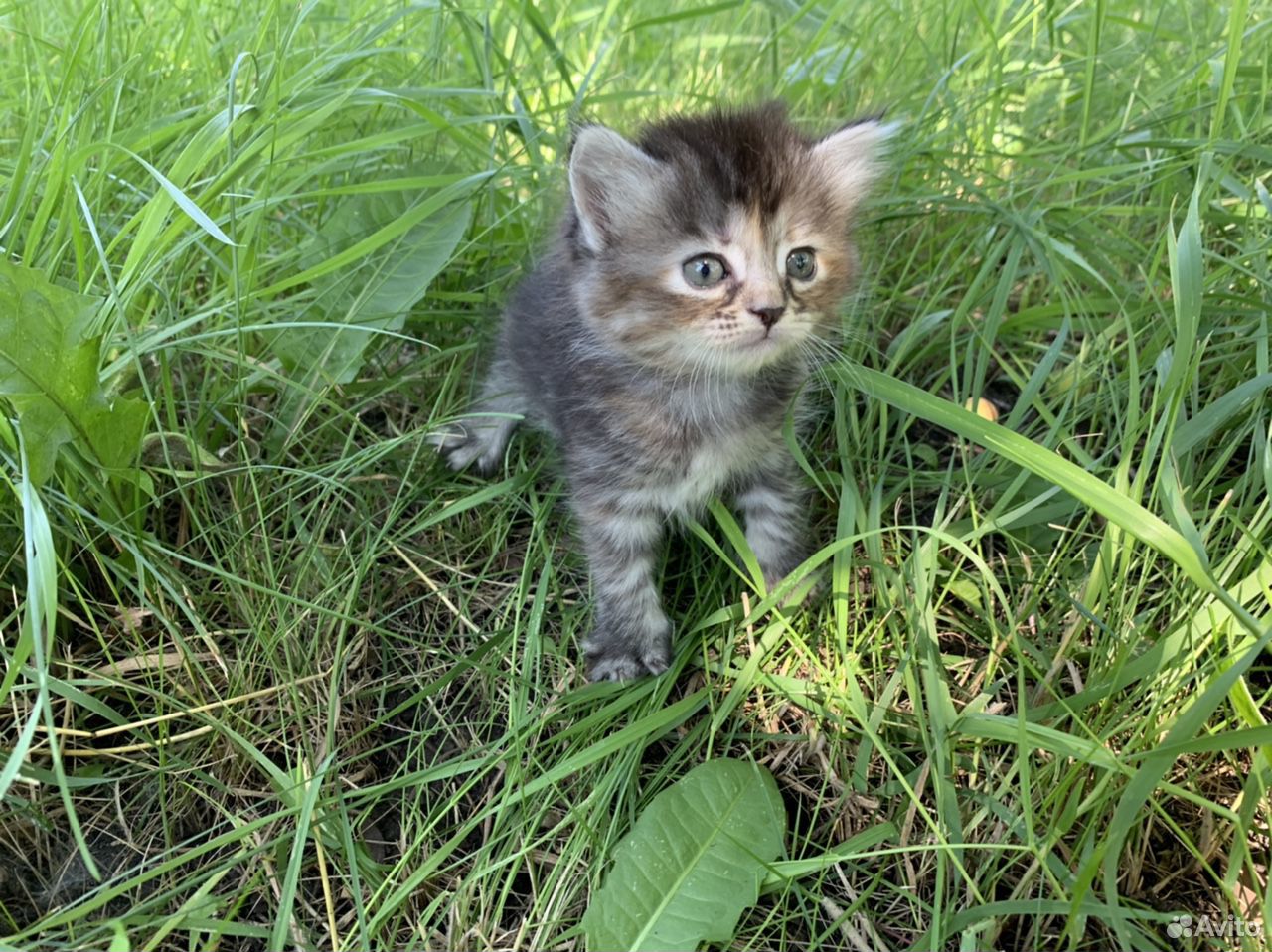Кошка