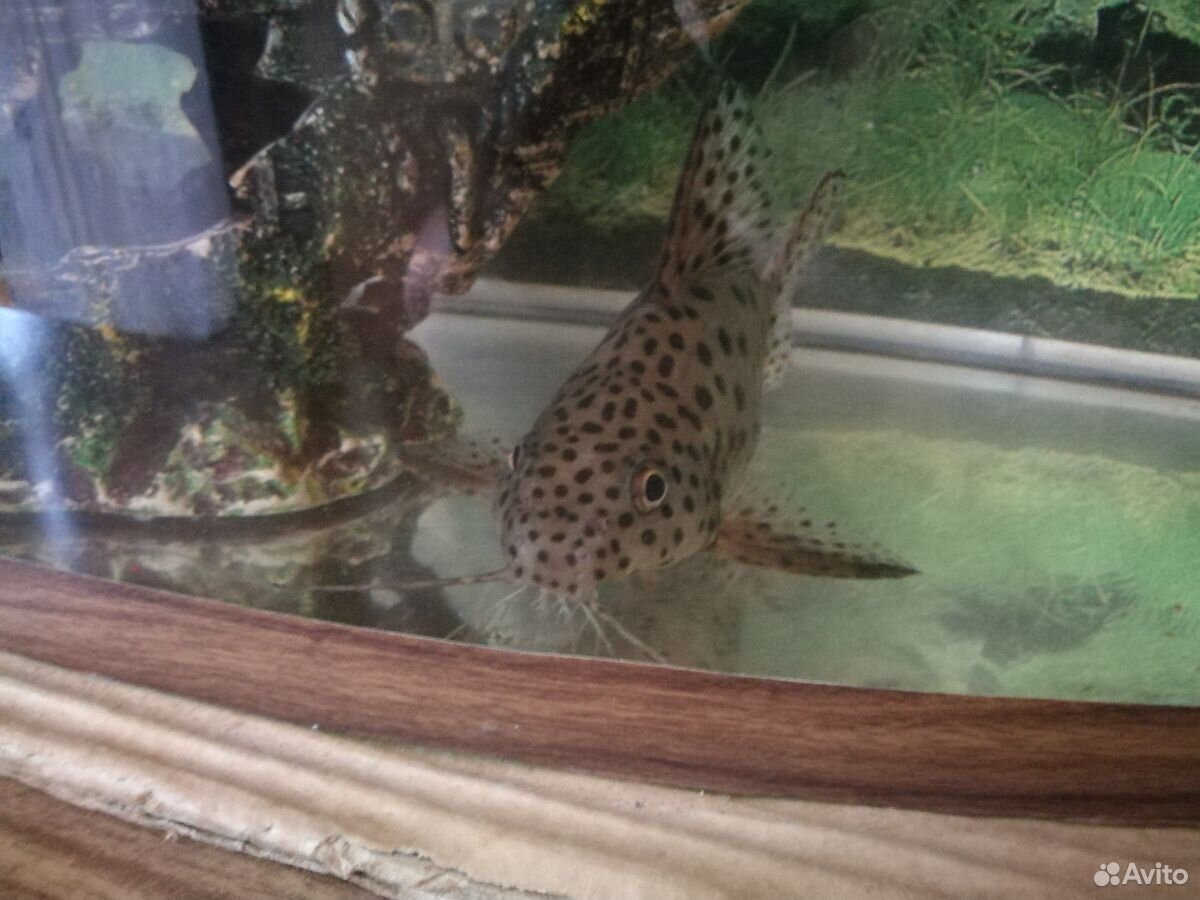 Синодонтис