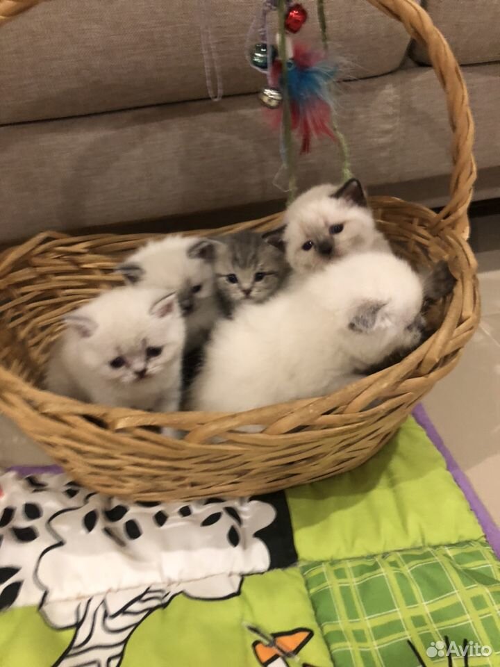 Котята Колор Пойнт