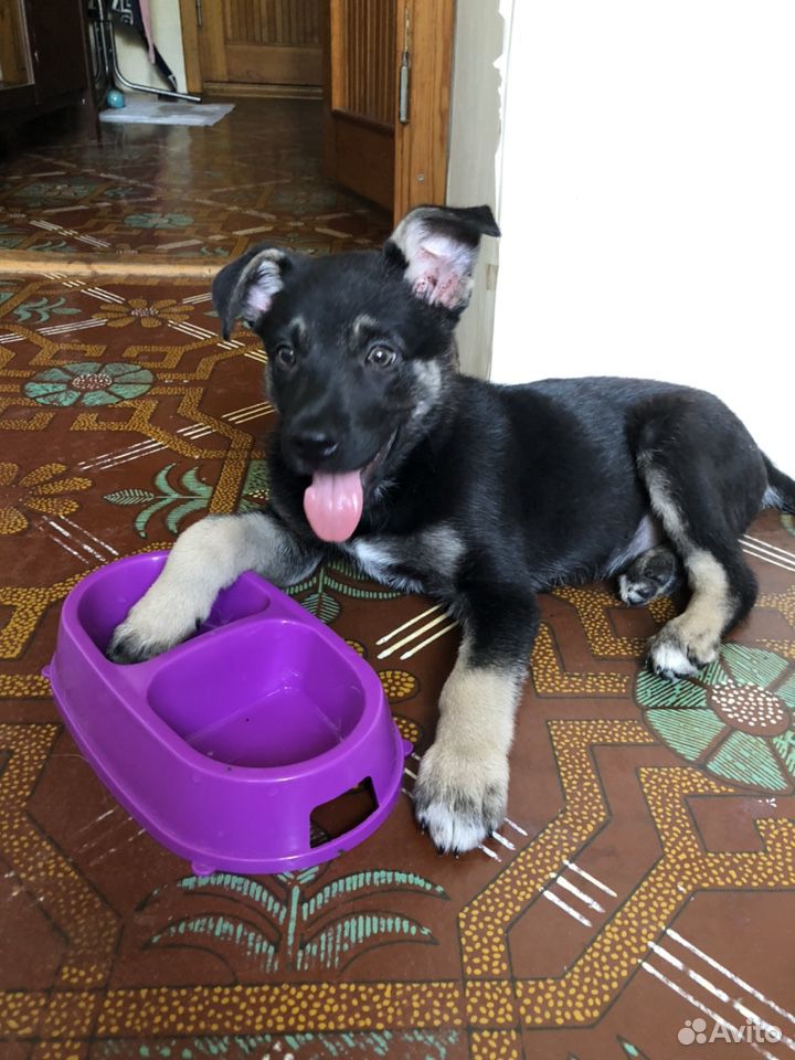 Щенок в добрые руки)