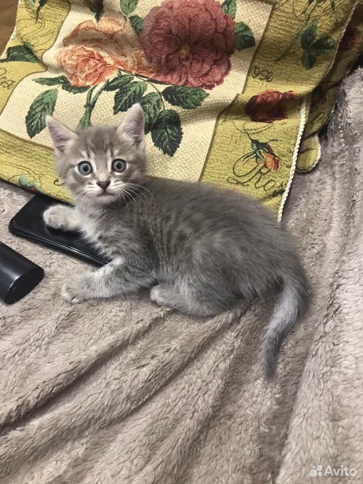 Котёнок в заботливые ручки