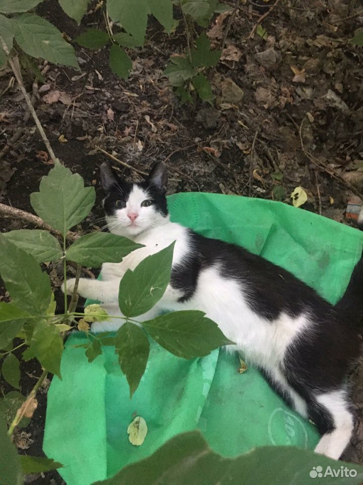 Кот Масик