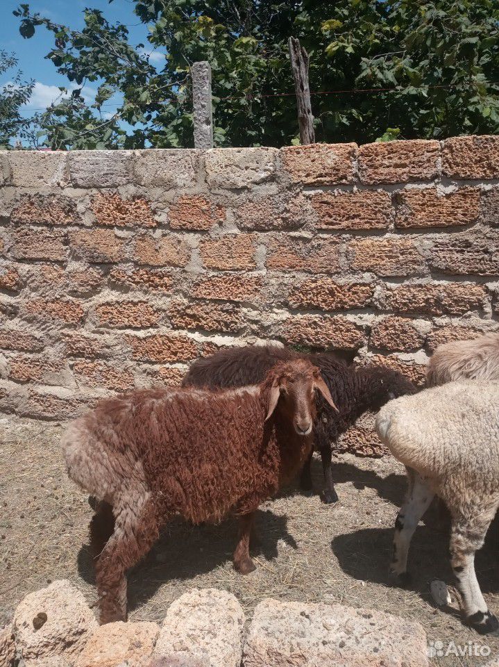 Овечки 4 мес, ярочки, баранчики