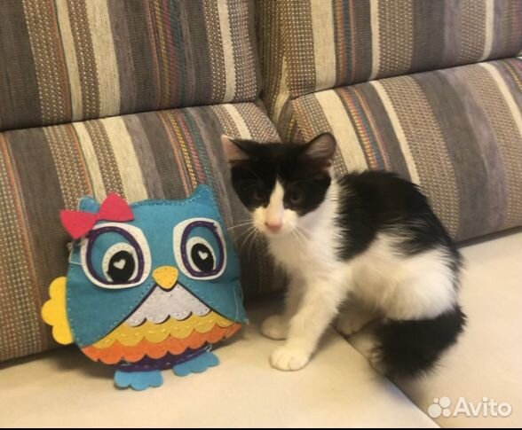 Чёрно-белая красотка