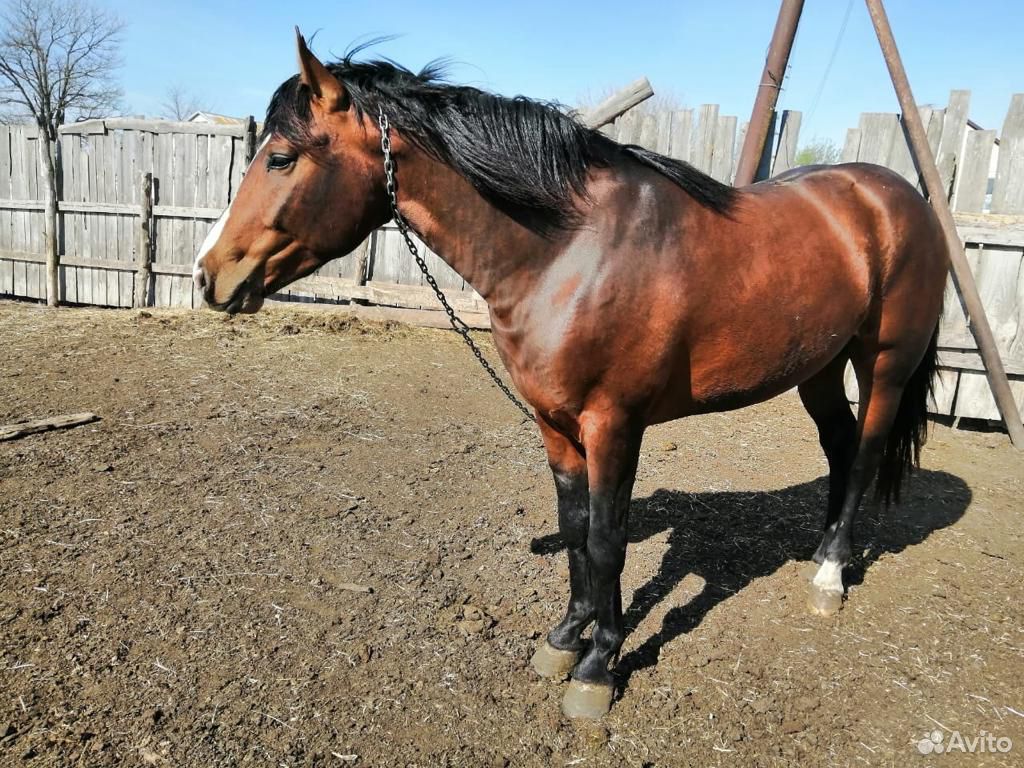 Продаю лошадь