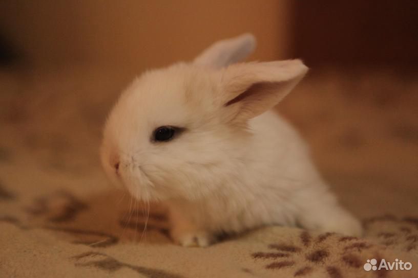 Карликовый крольченка на выбор в дом