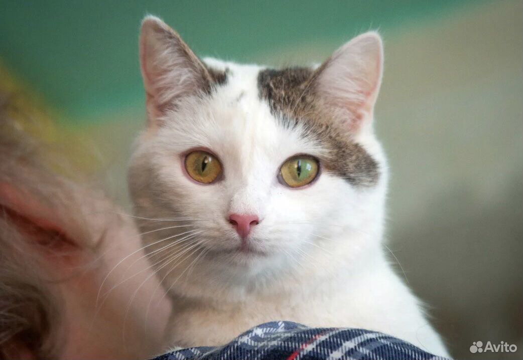 Кошка в дар