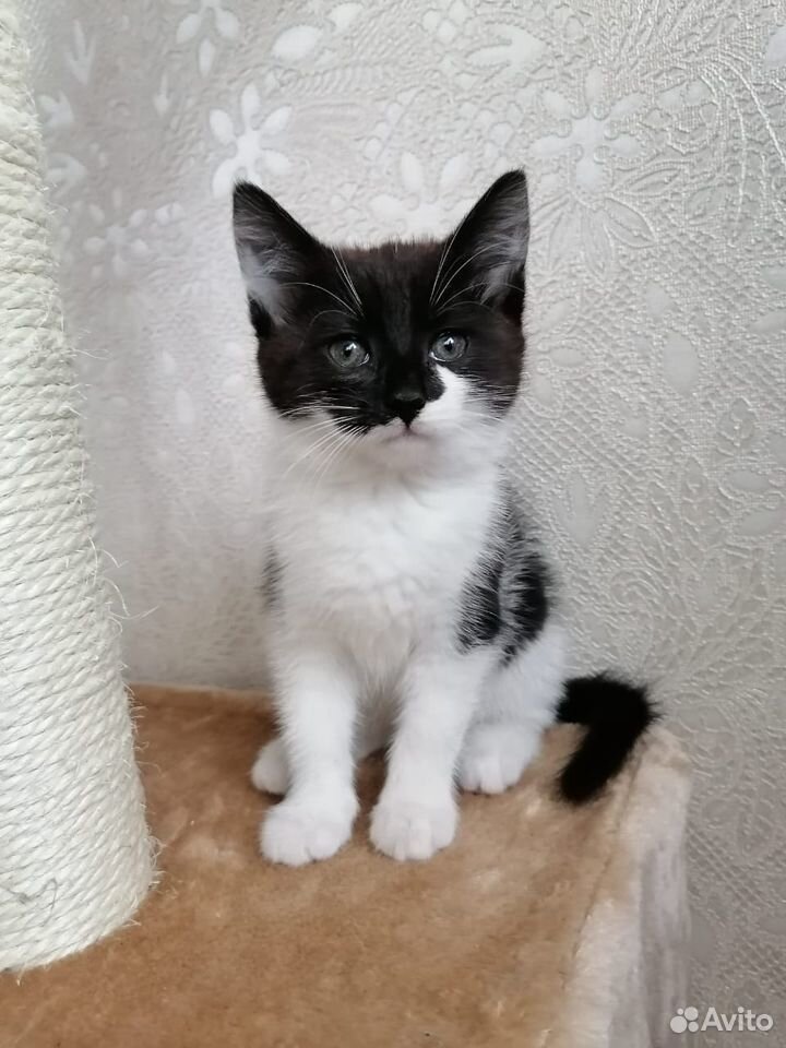 Кошка 1,5 мес