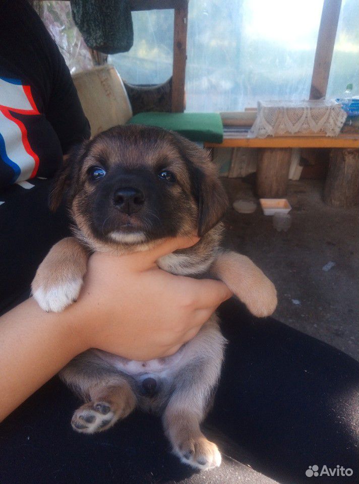 Щенки по два месяца, обе девочки, дворняшки