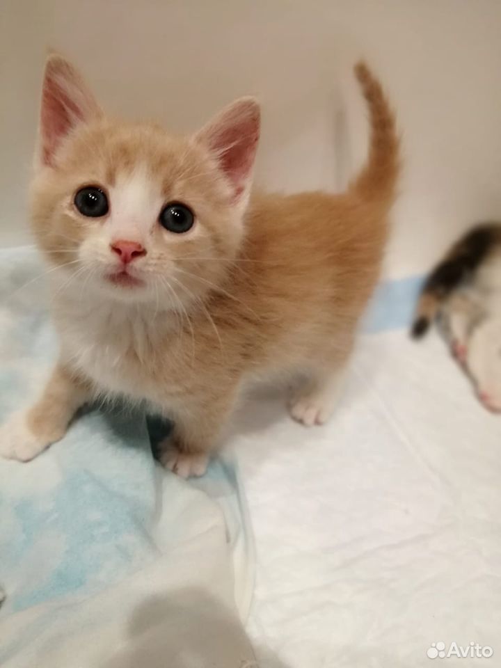 Котёнок в добрые руки