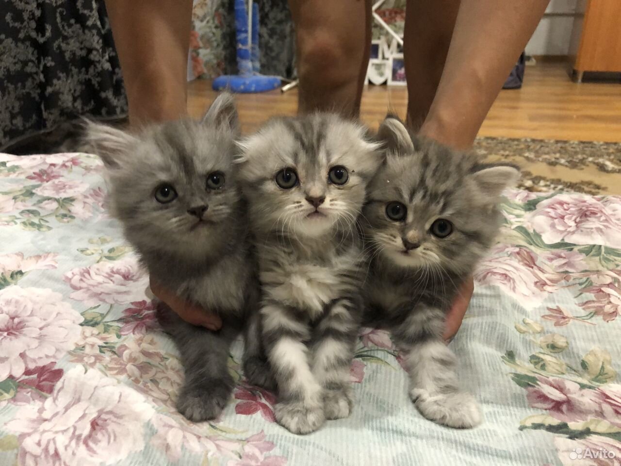 Шотландские котята