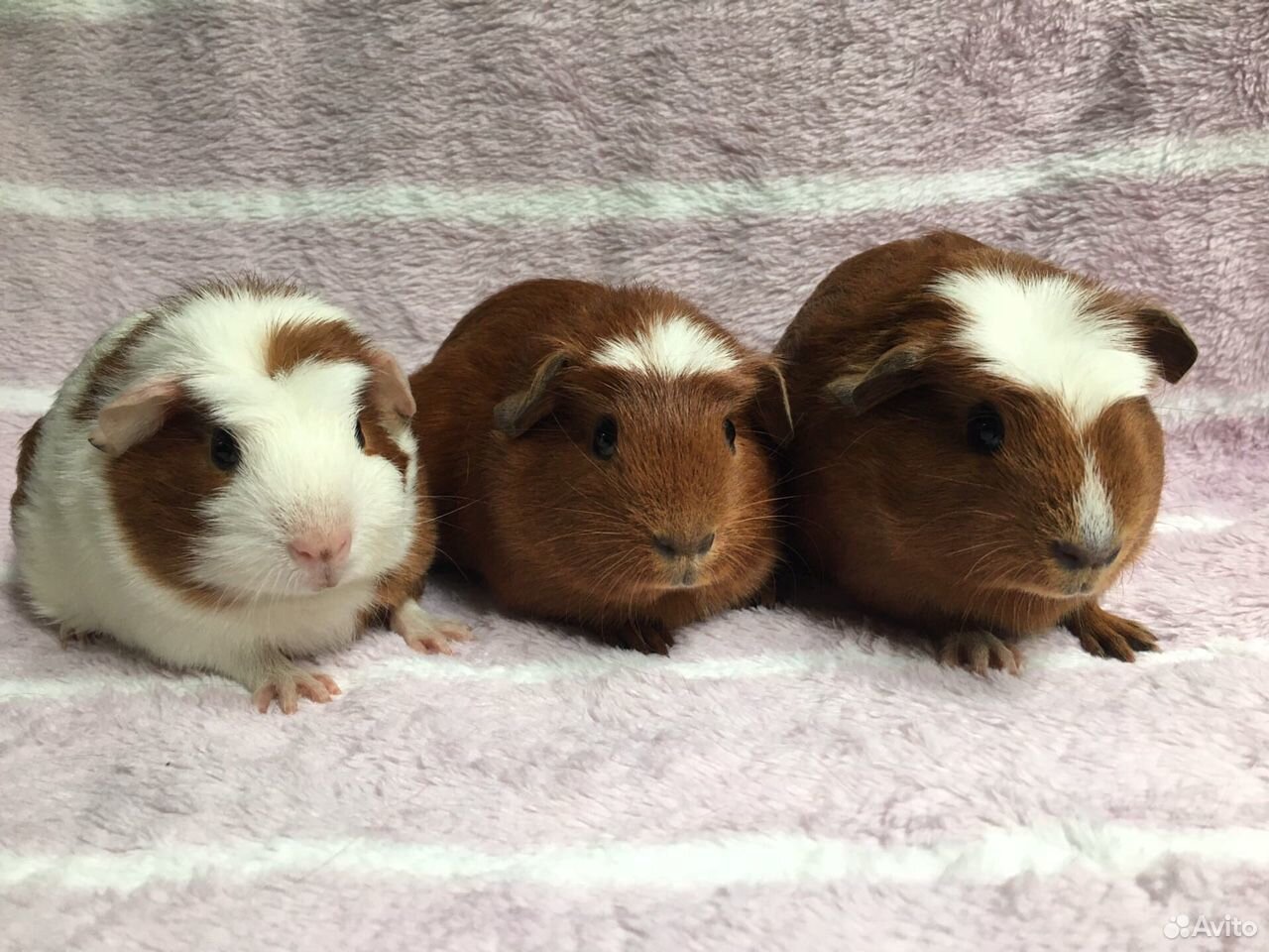 Морские свинки крестед девчушки