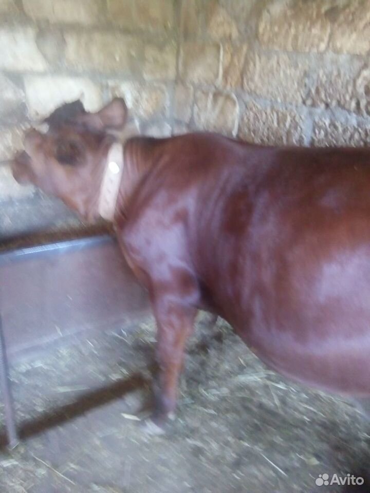 Телочка От хорошей коровы