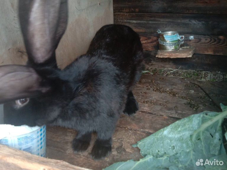 Крол фландр