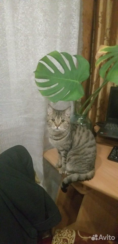 Кошка Шотланка