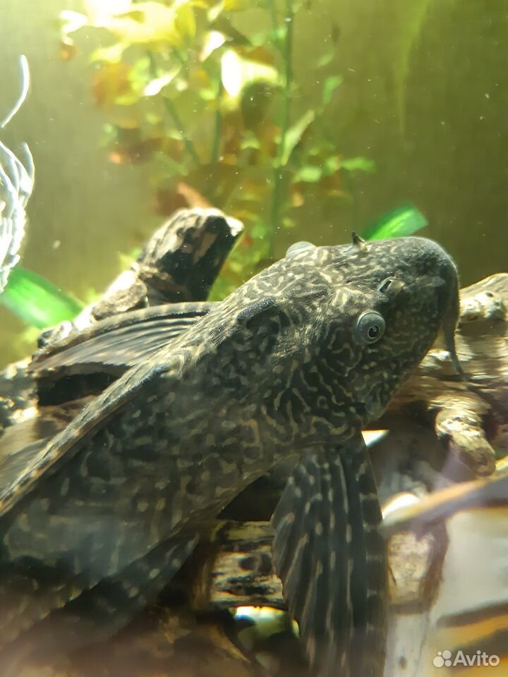 Сом Птеригоплихт Парчовый