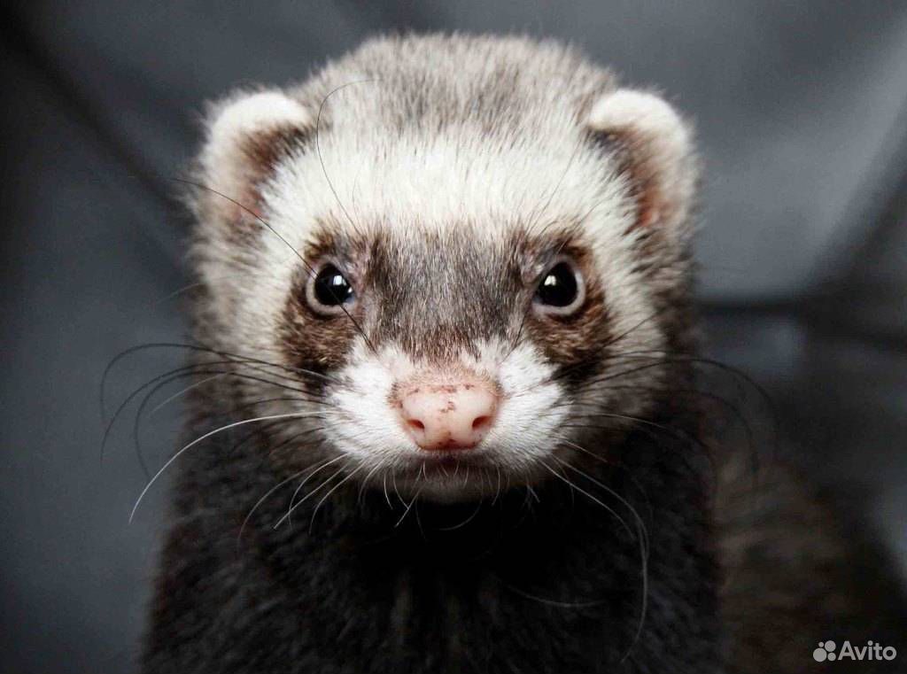 Ищем мальчика на вязку