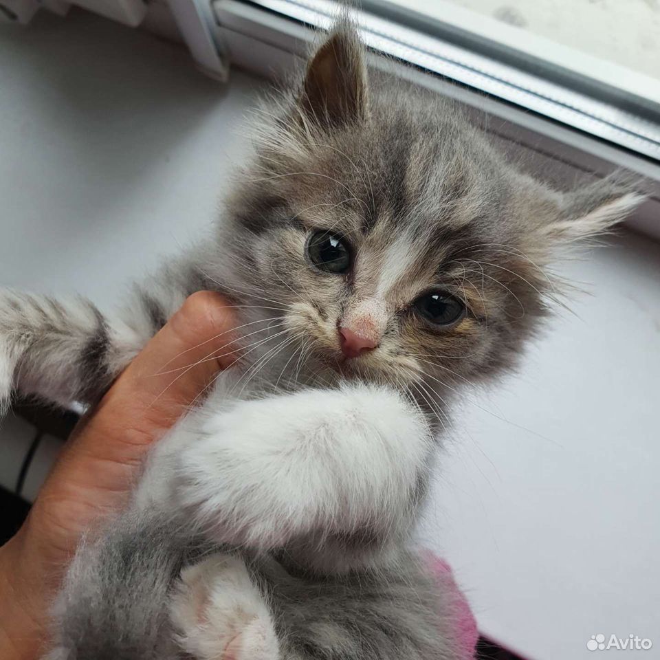 Полосатый котенок. Мальчик. 1,5 месяца