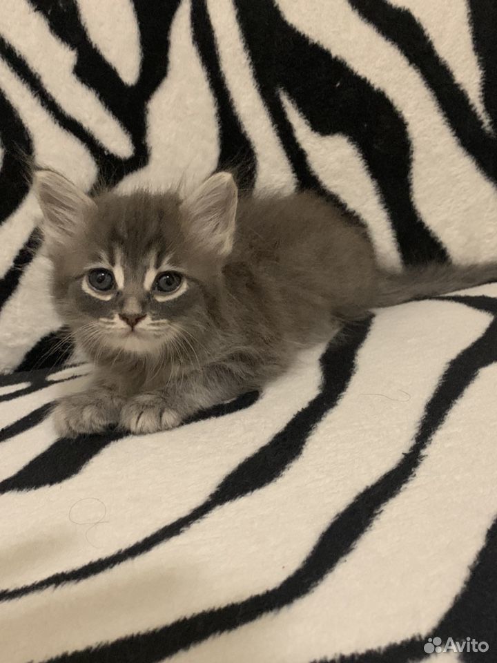 Красивые котята в подарок