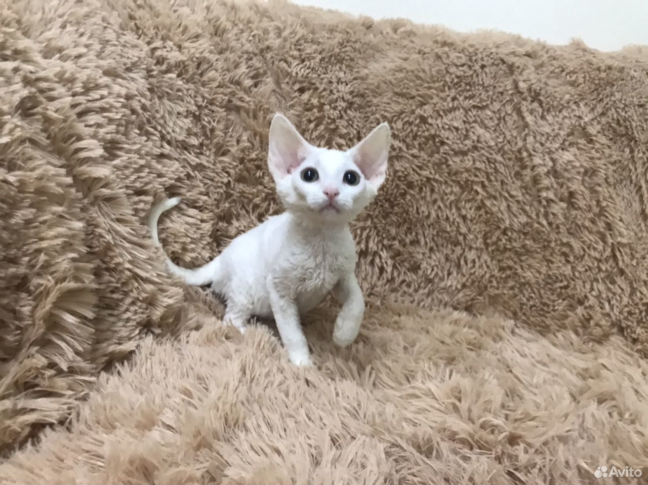 Девон-рекс Снежанна и Снежок