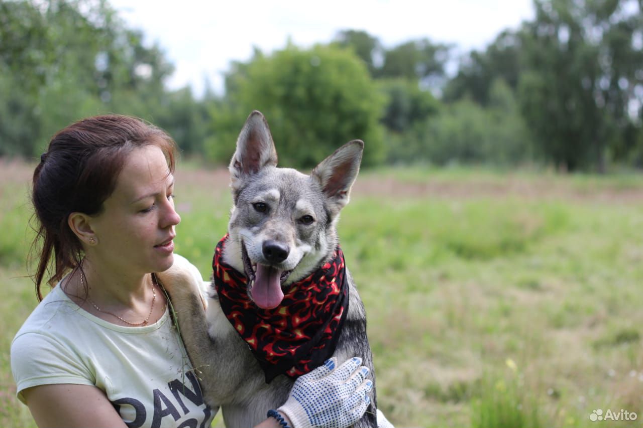 Очень скромный пёс в добрые руки