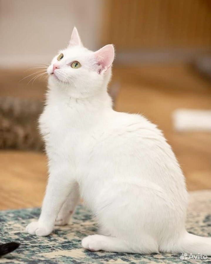 Кот Кокос в добрые руки, котенок в дар