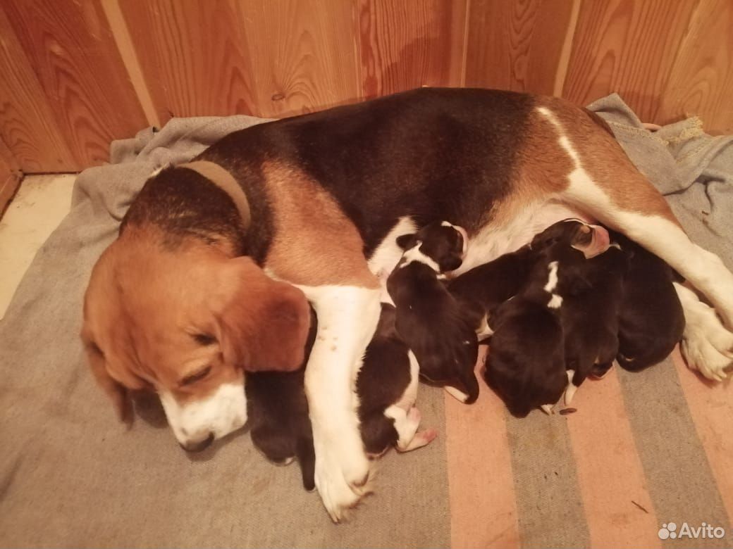 Очаровательные биглята