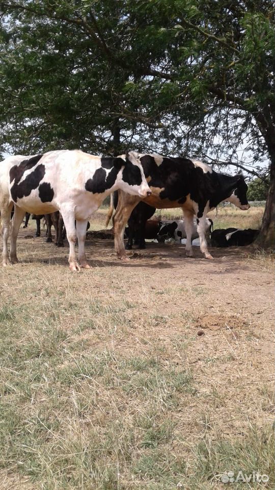 Продаются тёлочки