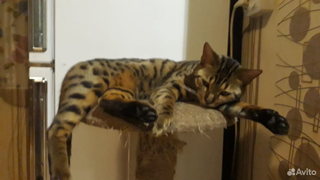 Бенгальская кошка