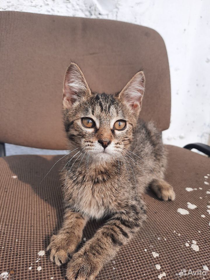 Ласковый котёнок в добрые руки