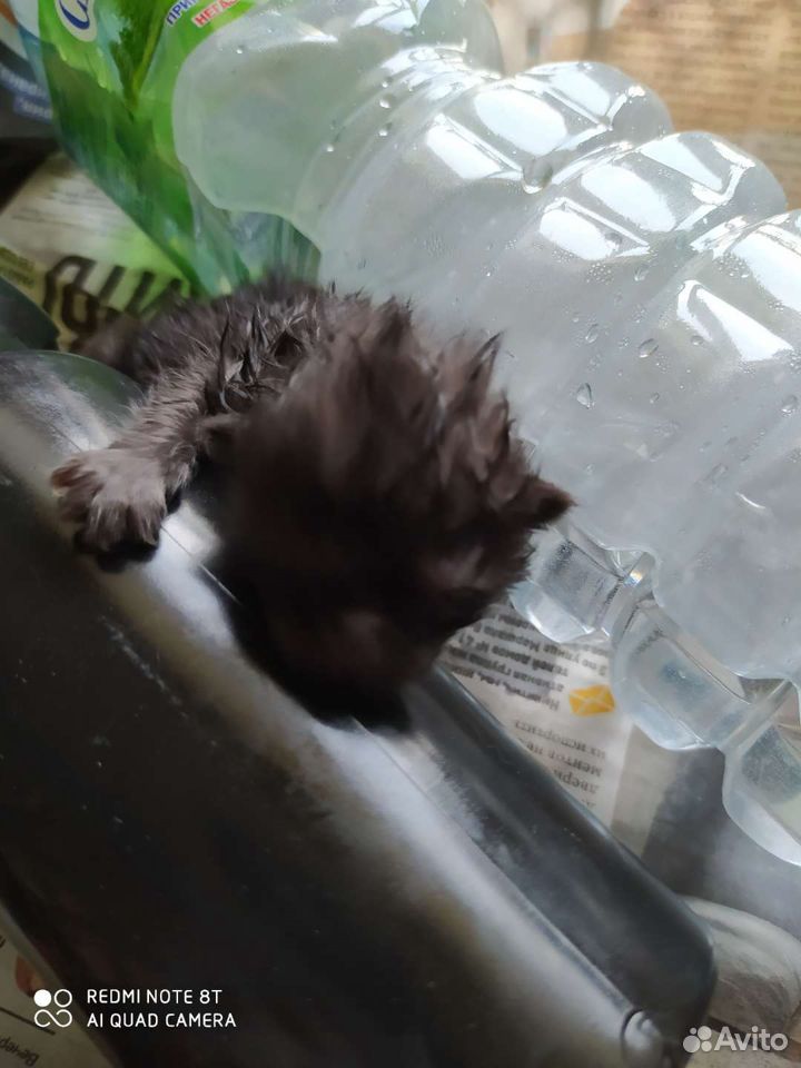 Котнок в добрые руки