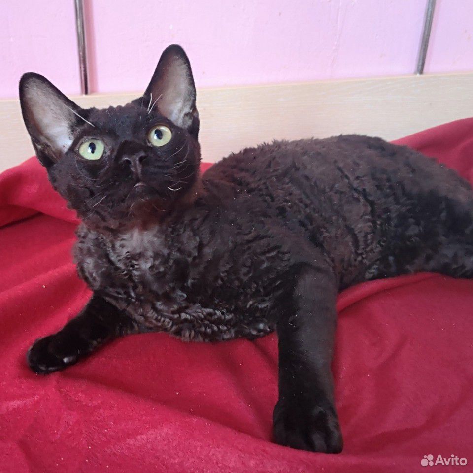 Кудрявые чудо