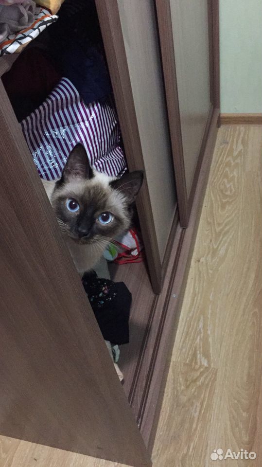 Отдаю бесплатно красавицу кошку