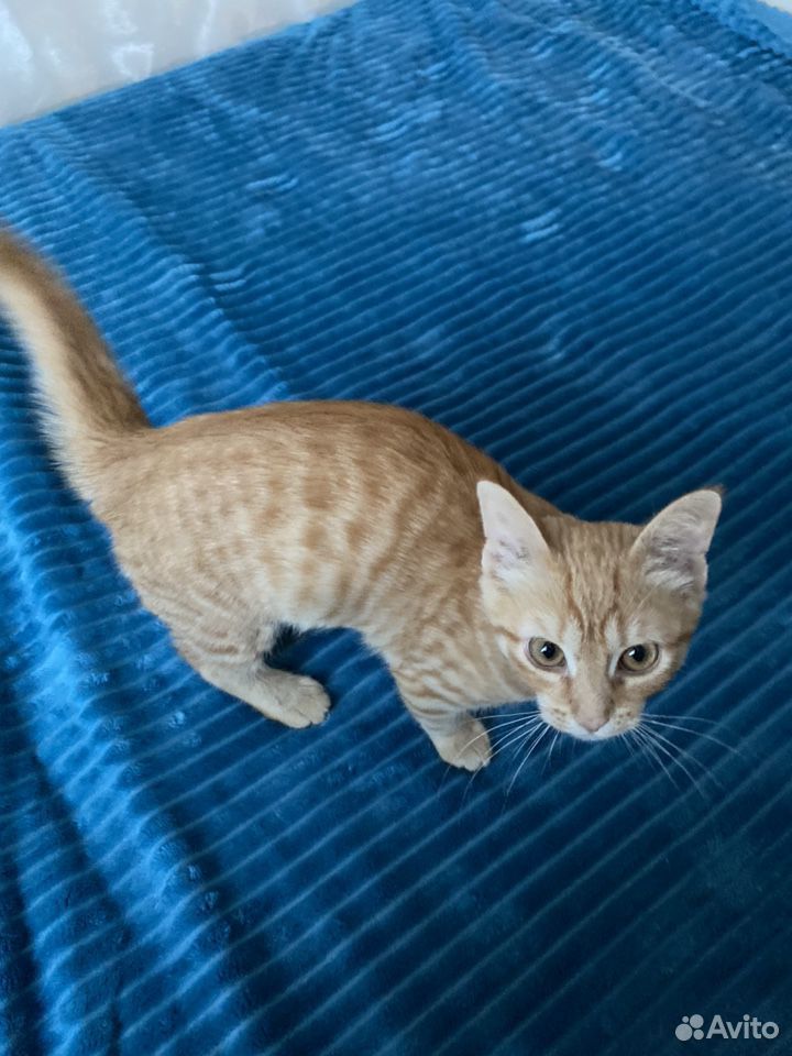 Кот рыжий