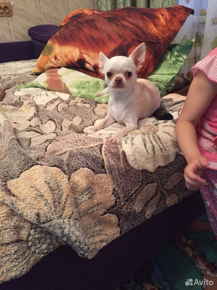 Чихуахуа мини