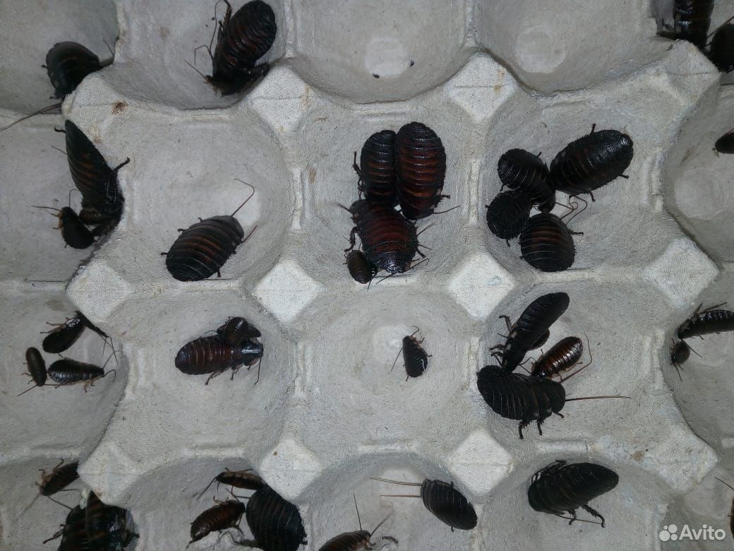 Мадагаскарский шипящий таракан