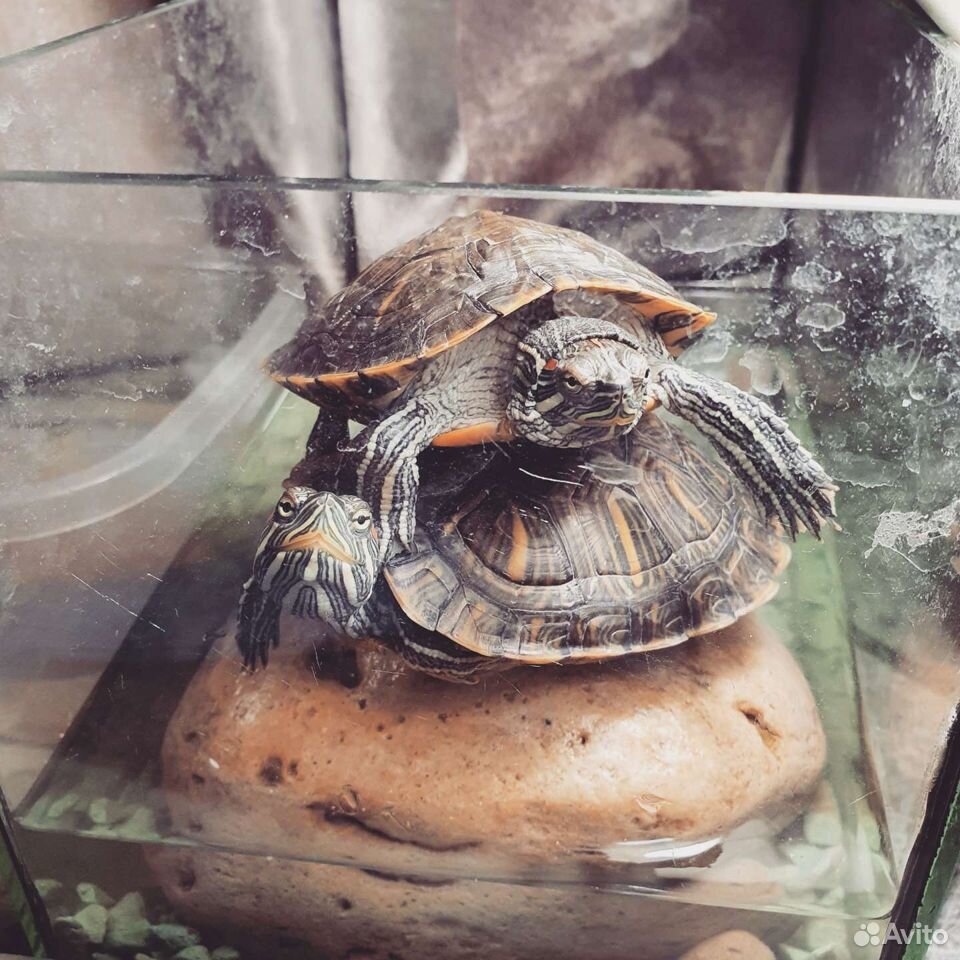 Черепаха