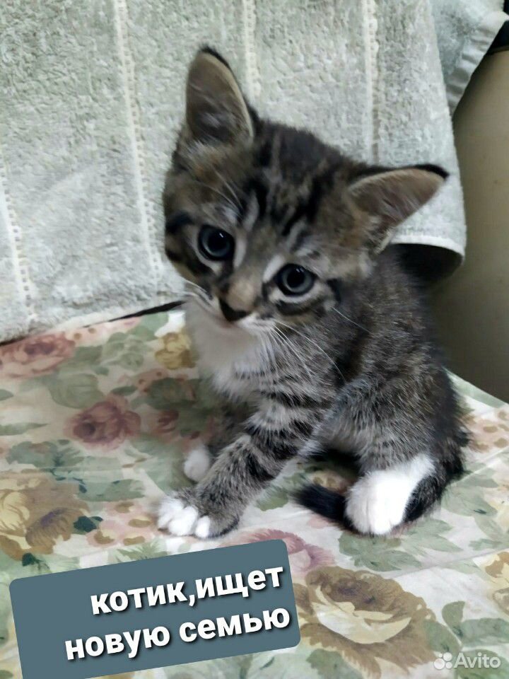 Котик